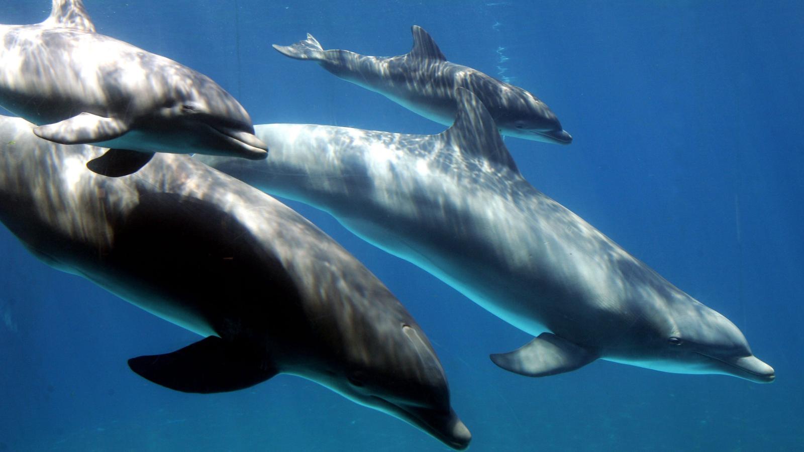 This Free Chrome Extension Is Saving Dolphins - Save The Earth